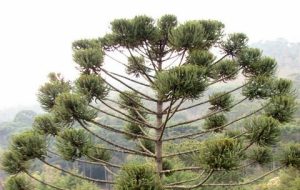 Araucária, o pinheiro brasileiro | Olhar Turístico