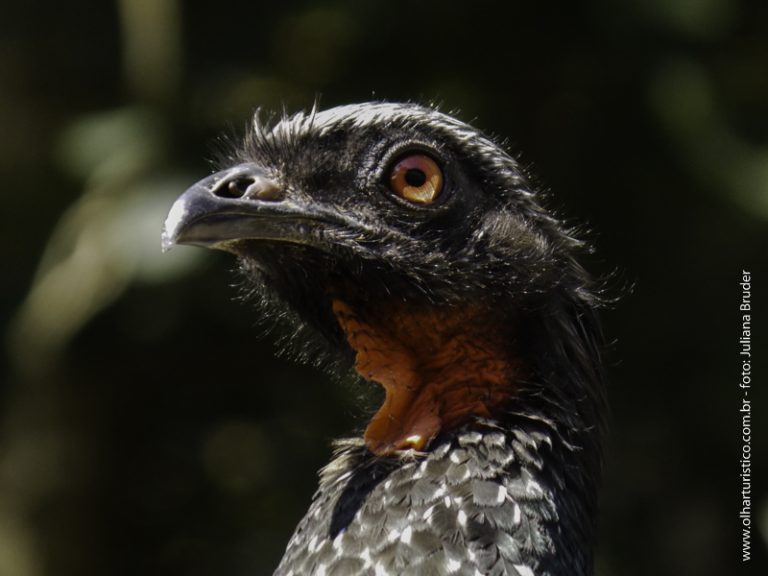 jacu bird | Olhar Turístico